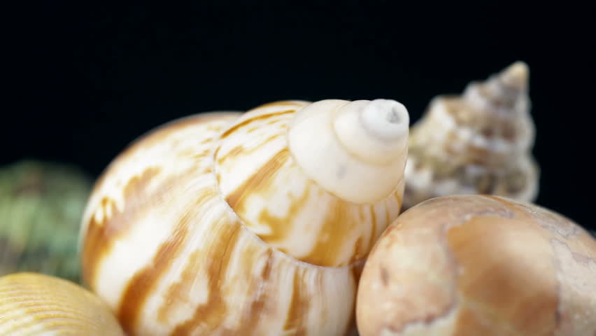 Conch shell image - Free stock photo - Public Domain photo - CC0 Images