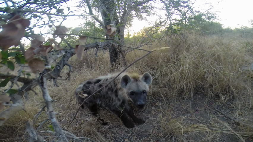 Spotted Hyena image - Free stock photo - Public Domain photo - CC0 Images