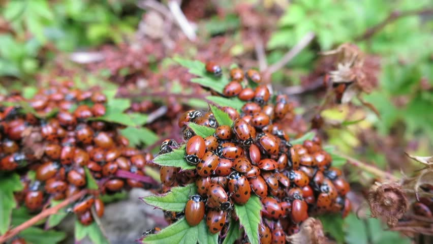 Do Ladybugs Build Nests? Let’s Find Out! – School Of Bugs