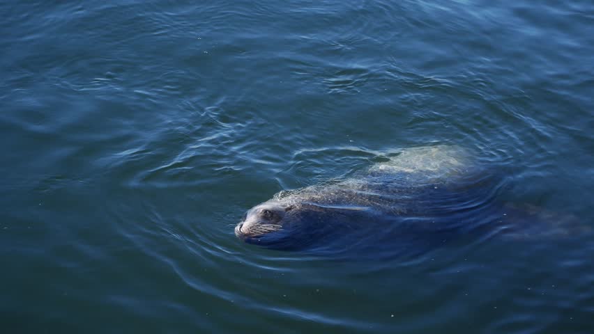 Sea Lion surfacing from the water image - Free stock photo - Public ...