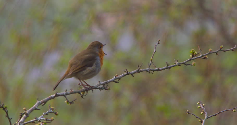Robin in Flight image - Free stock photo - Public Domain photo - CC0 Images