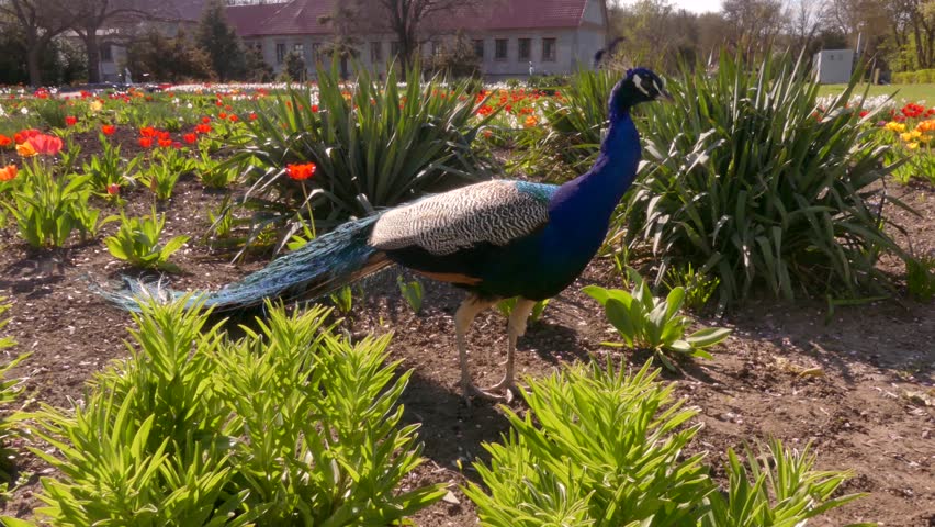 Indian Peacock - Pavo cristatus image - Free stock photo - Public ...