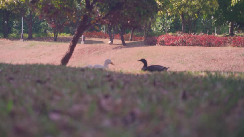 Ducks and other birds at the park image - Free stock photo - Public ...