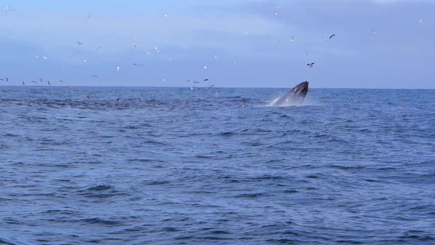 Blue Whale Spraying Water