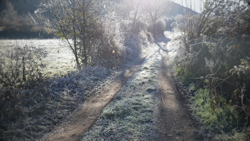 Hiking Path through the woods in the morning image - Free stock photo ...