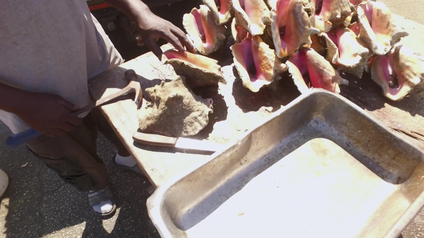 Conch shell image - Free stock photo - Public Domain photo - CC0 Images