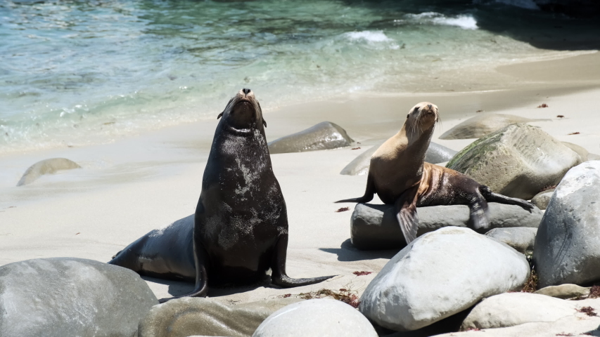 California Sea Lion image - Free stock photo - Public Domain photo ...