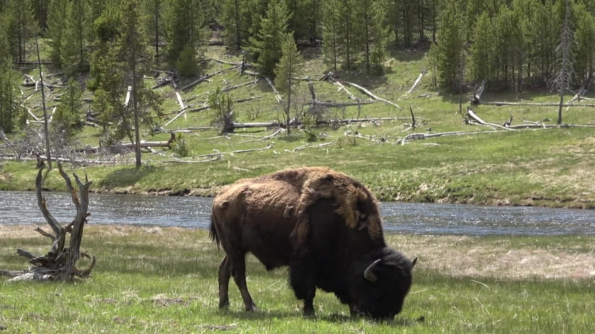 Buffalo grazing in the grass image - Free stock photo - Public Domain ...