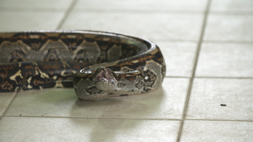 Coiled Python in reptile park image - Free stock photo - Public Domain ...