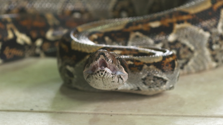 Coiled Python in reptile park image - Free stock photo - Public Domain ...