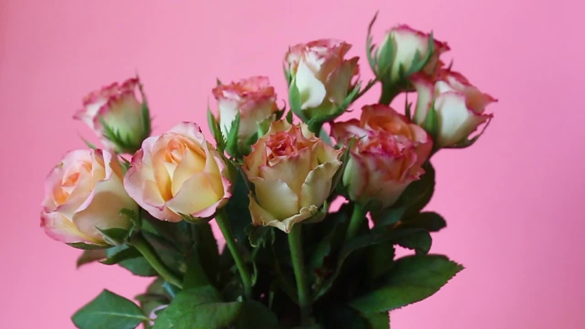 Lovely Rose Flowers Photos | Best Flower Site