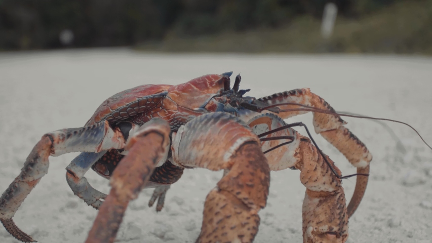 Hermit Crab image - Free stock photo - Public Domain photo - CC0 Images
