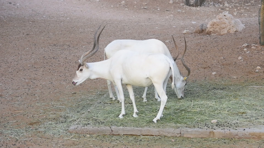 Addax image - Free stock photo - Public Domain photo - CC0 Images