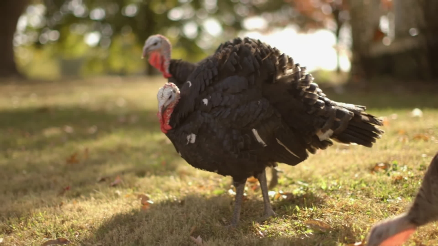 Wild turkey standing on the grass image - Free stock photo - Public ...