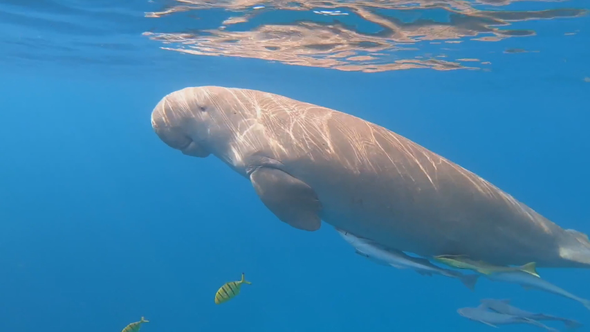Dugong Stock Video Footage - 4K and HD Video Clips | Shutterstock