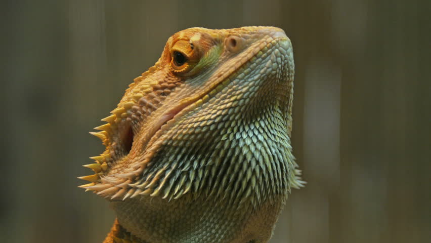 Stock video of lizard 4k | 10344644 | Shutterstock