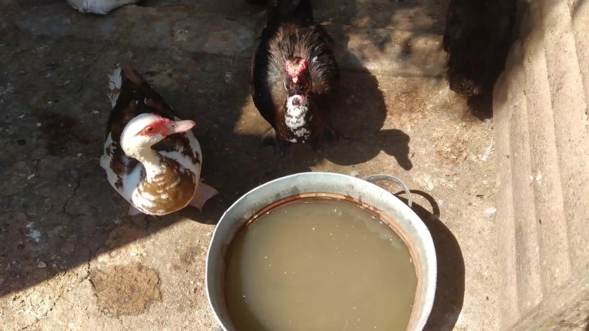 Duck Drinking Water image - Free stock photo - Public Domain photo ...