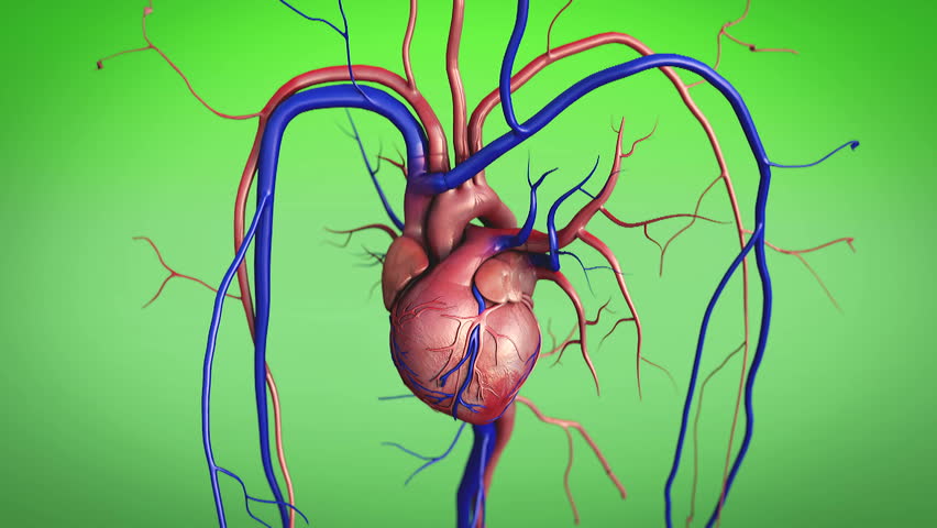 Heart, Heart Model W/clipping Path, Human Heart Model, Full Clipping ...