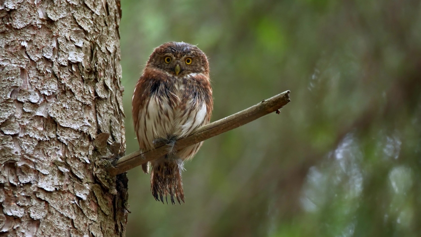 Eurasian Pygmy Owl - Glaucidium passerinum image - Free stock photo ...