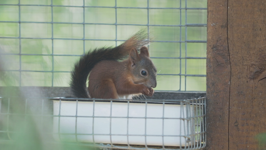 Red Squirrel eating nut image - Free stock photo - Public Domain photo ...