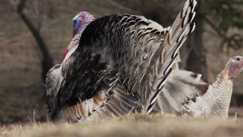Wild Turkey walking image - Free stock photo - Public Domain photo ...