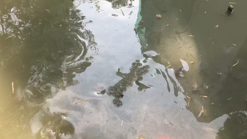 Fish pond and aquatic culture with reflections image - Free stock photo ...