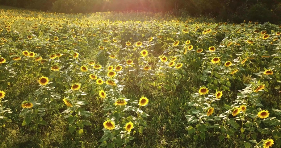 Tall Sunflower Plant image - Free stock photo - Public Domain photo ...