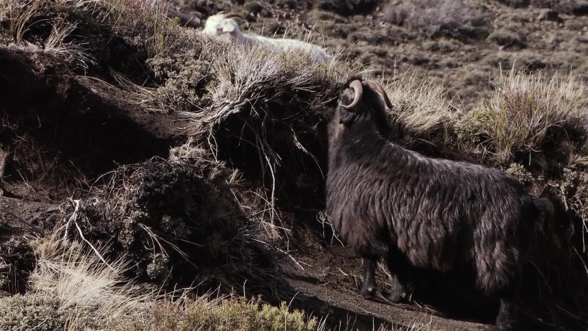 Herd and Pasture with Sheep and mountains landscape image - Free stock ...