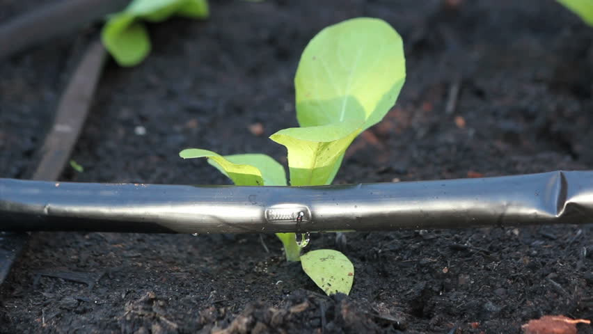 Drip Irrigation Kitchen Garden. Vegetable Stock Footage Video (100% ...