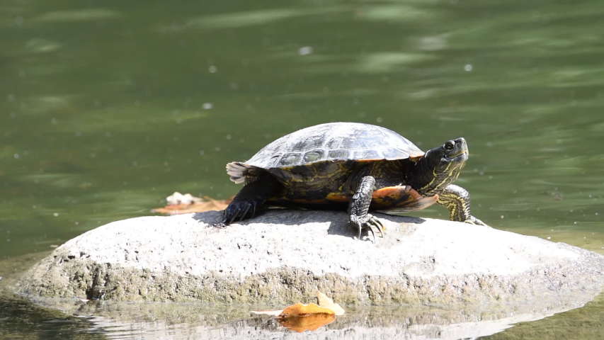 Turtle sitting on a rock image - Free stock photo - Public Domain photo ...