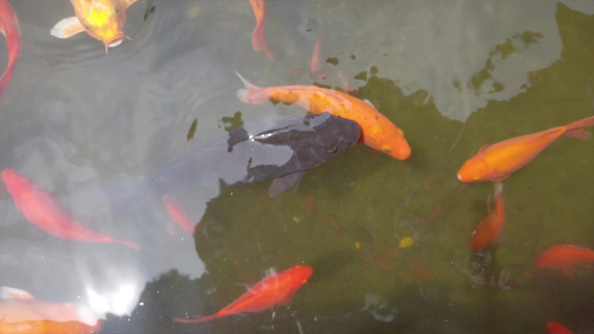 Fish pond and aquatic culture with reflections image - Free stock photo ...