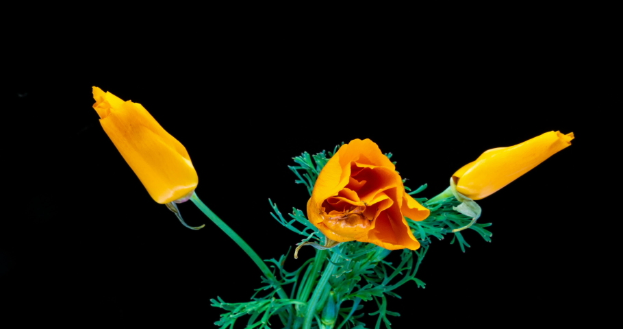 Yellow Poppy Flowers image - Free stock photo - Public Domain photo ...