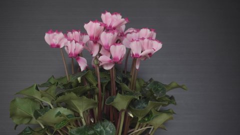 Stock Video Portfolio by davidek1 | Shutterstock