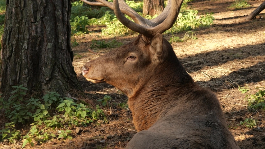 Male Deer with large antlers closeup image - Free stock photo - Public ...