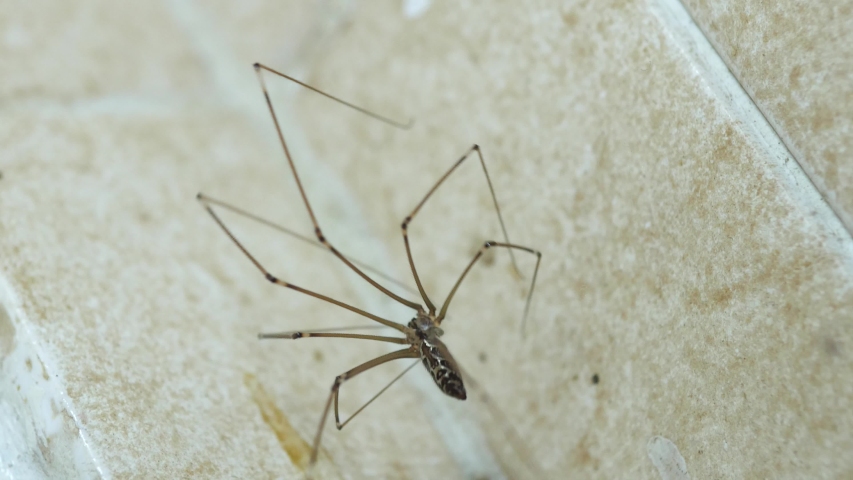 Daddy Long-legs image - Free stock photo - Public Domain photo - CC0 Images