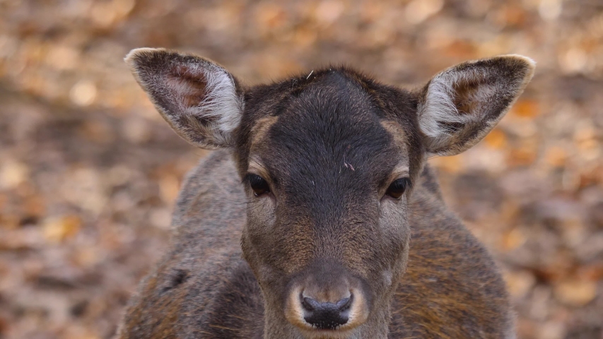 Deer looking into the Camera image - Free stock photo - Public Domain ...