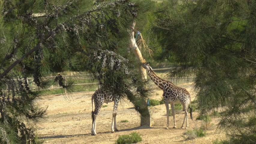 Giraffe with heads in trees image - Free stock photo - Public Domain ...