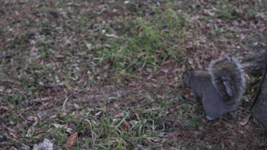Squirrel Looking up at the tree image - Free stock photo - Public ...