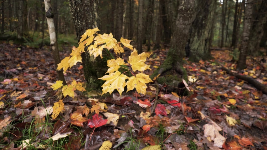 Yellow Leaves on forest floor image - Free stock photo - Public Domain ...