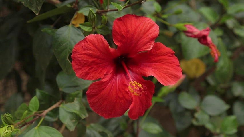Blooming red flower in full bloom image - Free stock photo - Public ...