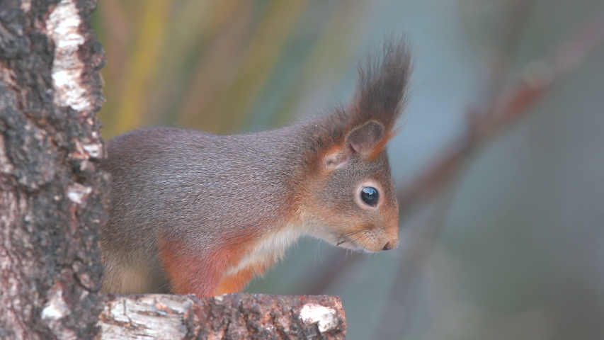 Squirrel with long ears image - Free stock photo - Public Domain photo ...