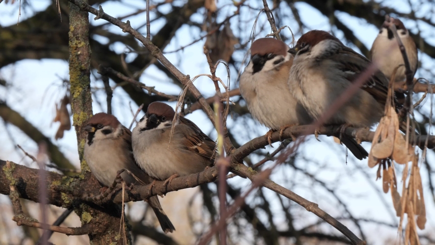 Small Birds on the tree branches image - Free stock photo - Public ...