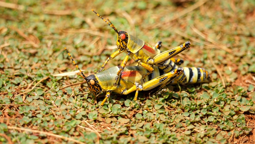 Green Grasshopper on the ground Macro image - Free stock photo - Public ...