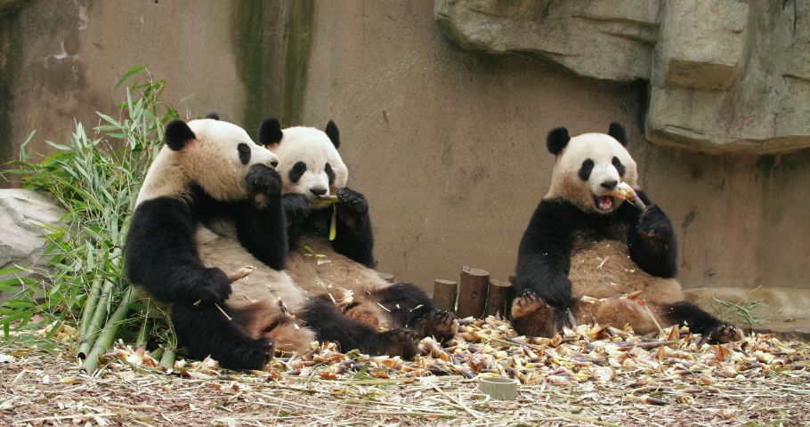 panda-bear-eating-bamboo-on-the-ground-image-free-stock-photo