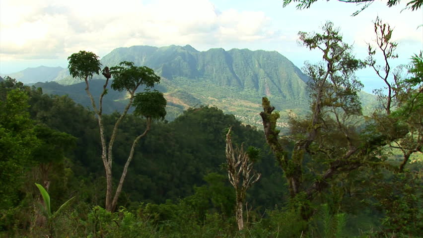 Dramatic View of Rainforest, Trees Stock Footage Video (100% Royalty ...