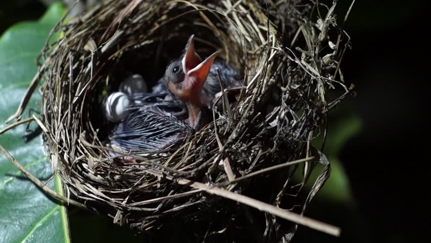 Newly Fledged Birds Gaping On Stock Footage Video (100% Royalty-free ...