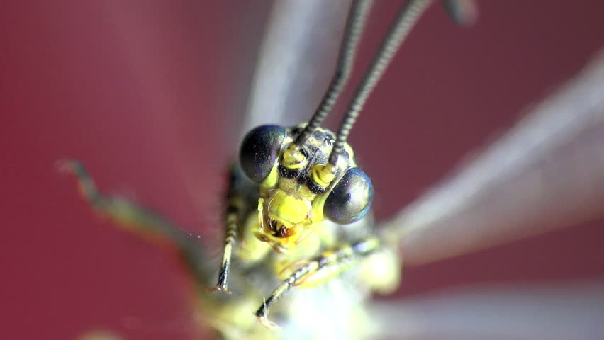 Head with Big Eyes. Insect Stock Footage Video (100% Royalty-free ...