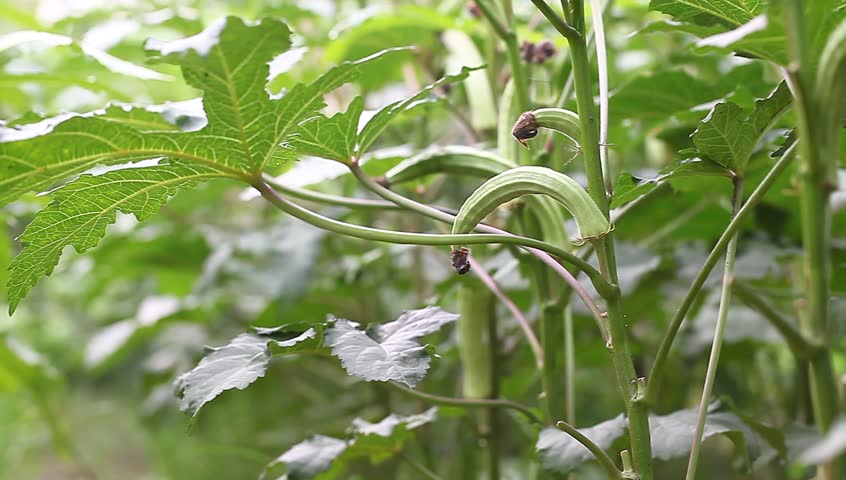 Okra Field in Summer Under Stock Footage Video (100% Royalty-free ...