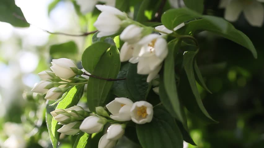False Jasmine, Mock Orange (philadelphus) Stock Footage Video (100% ...