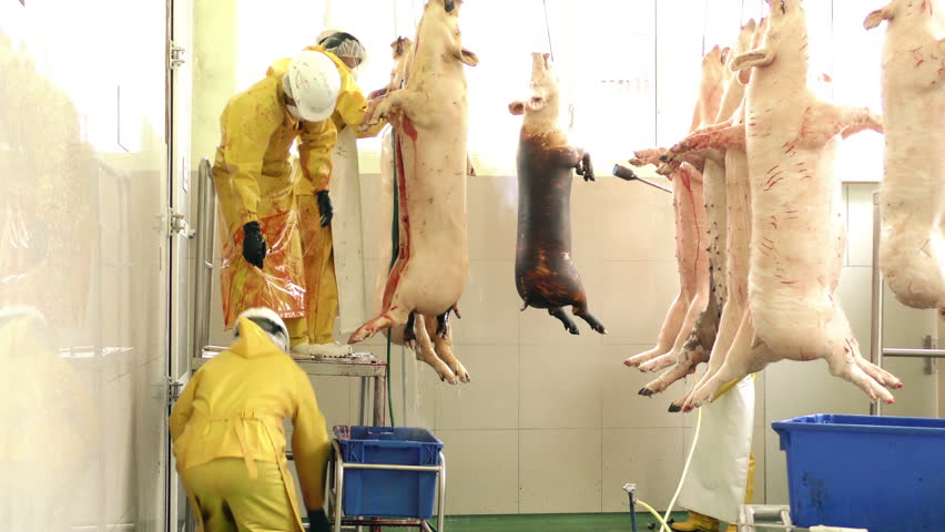 Detailed View Of Mechanically Skinning Process In An Abattoir, Rawhide ...